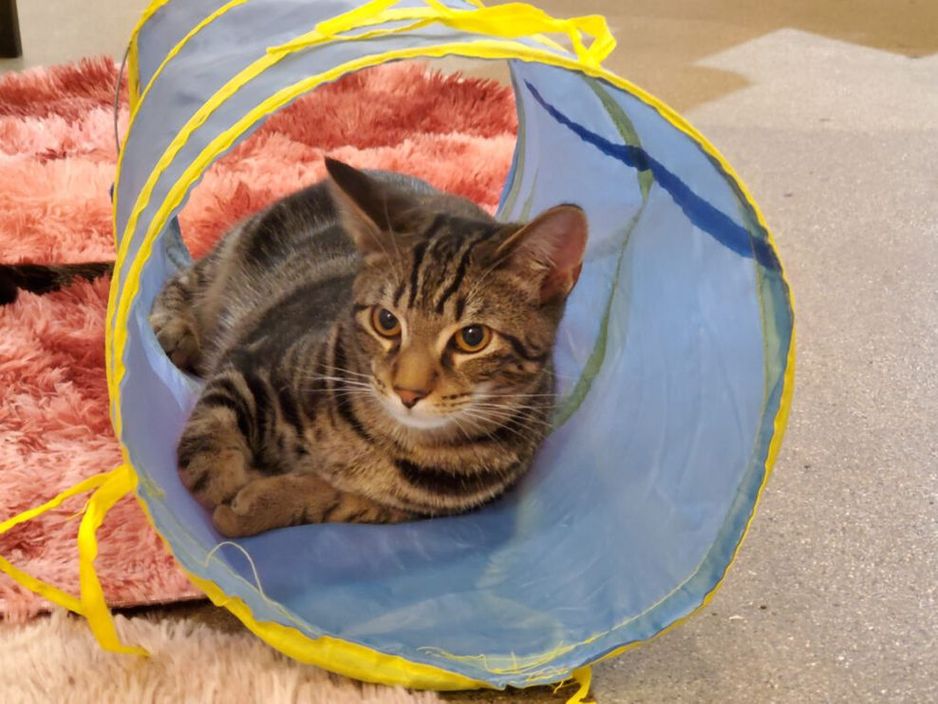 温哥华首家猫咖啡馆 全新形象重新开门 - 美食新闻 - 温哥华天空 - Vansky