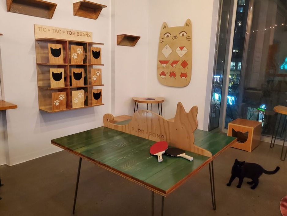 温哥华首家猫咖啡馆 全新形象重新开门 - 美食新闻 - 温哥华天空 - Vansky